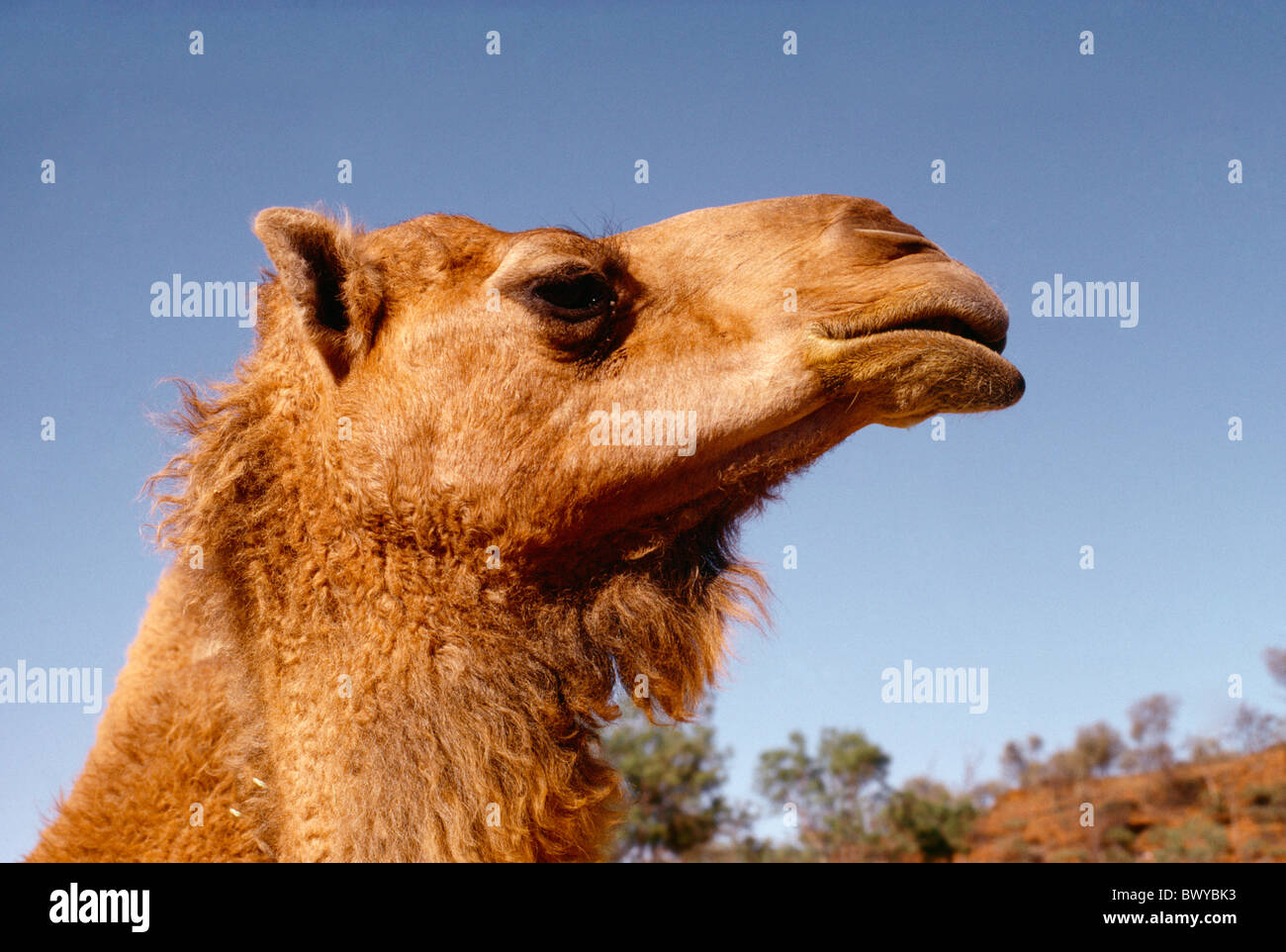 Australian camel hi-res stock photography and images - Alamy