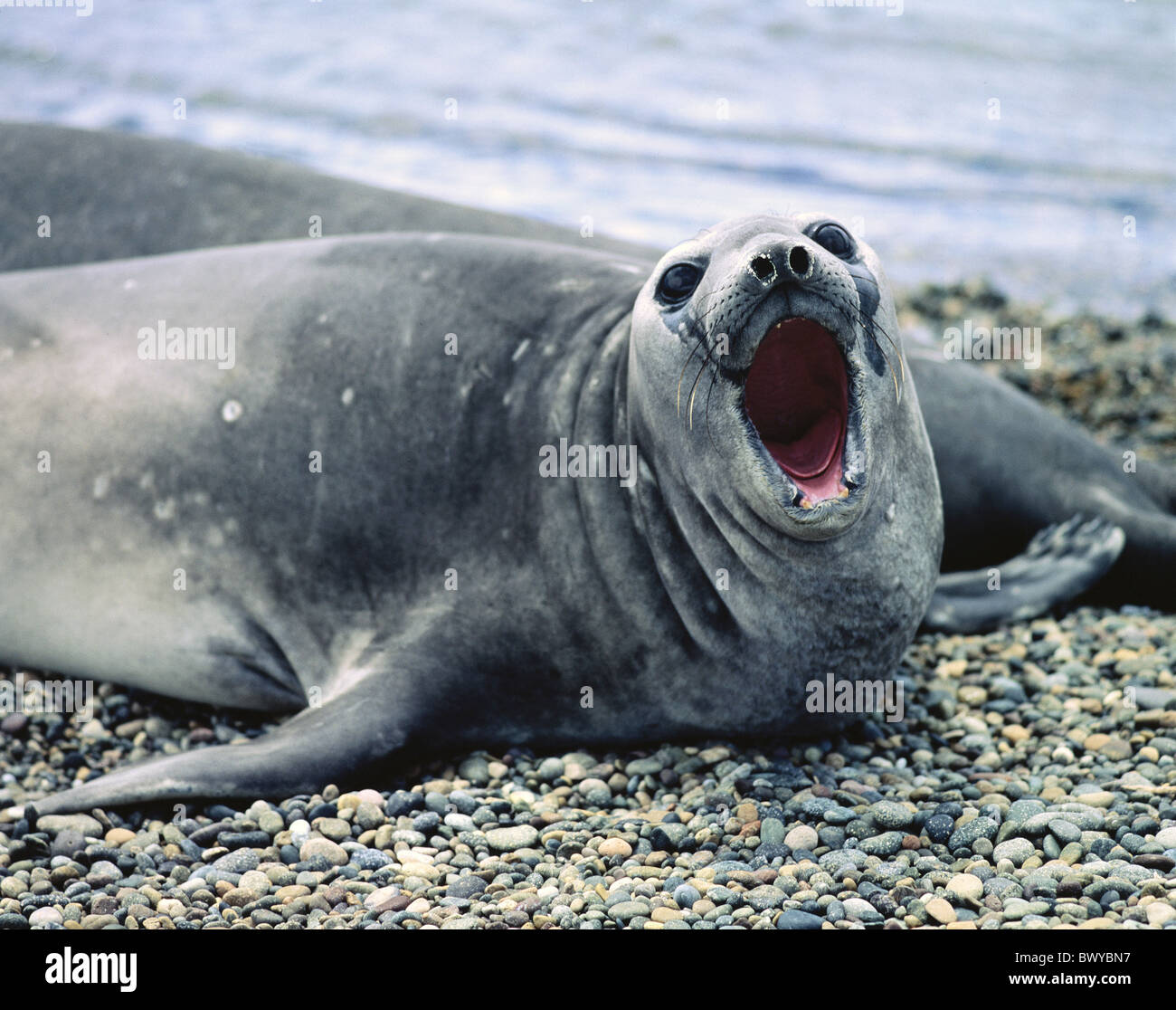 Argentina South America barking frontal Patagonia Punta Norte seal ...