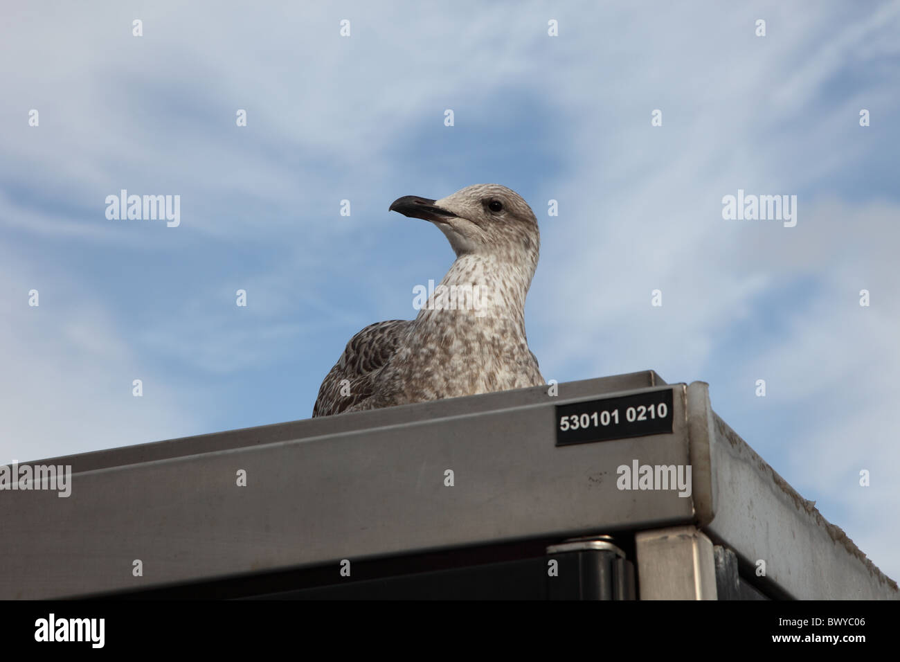 Seagull phone hi-res stock photography and images - Alamy