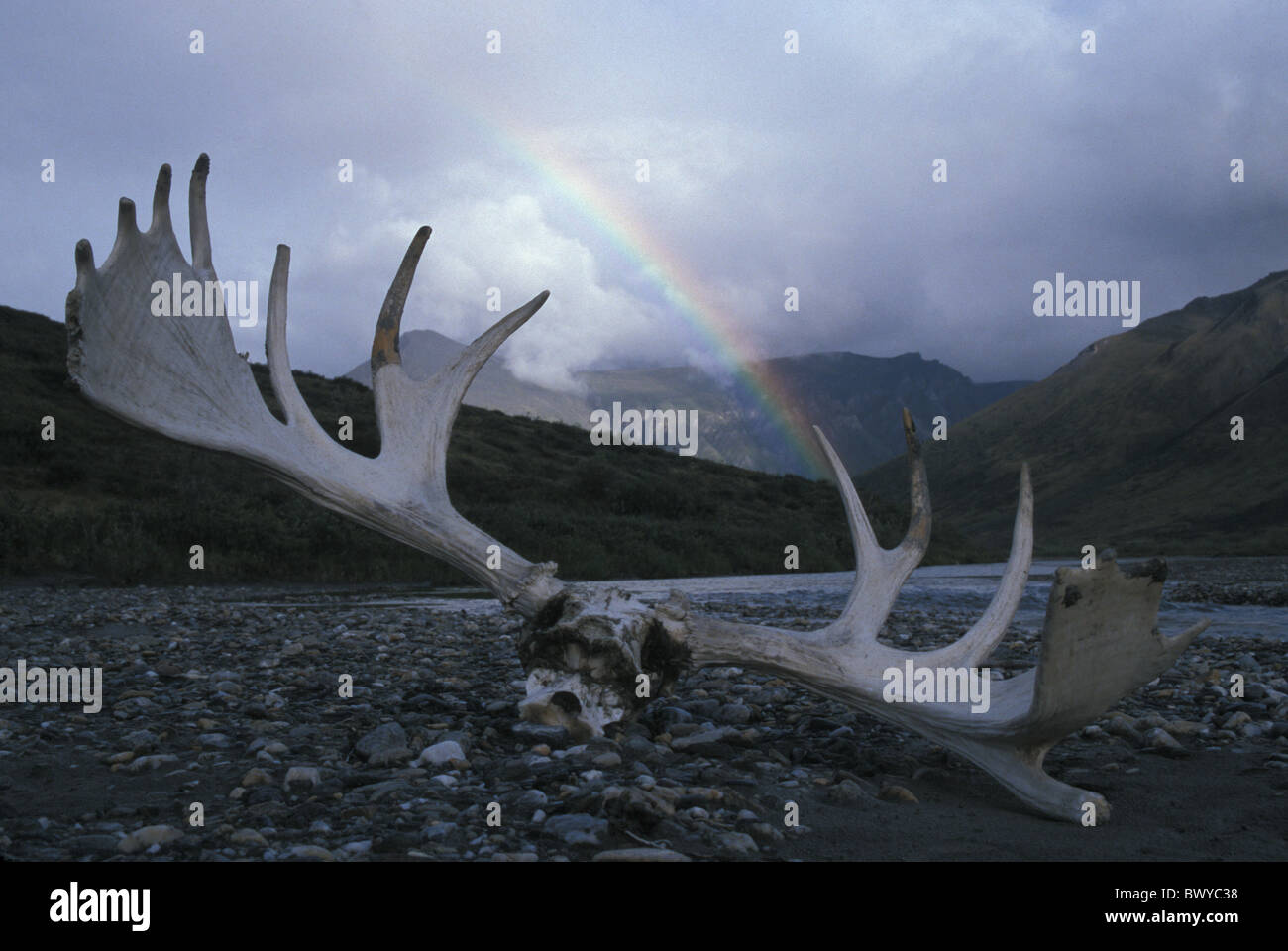 Alaska Alces alces antlers Brooks Range dead elk gate of the Arctic ...