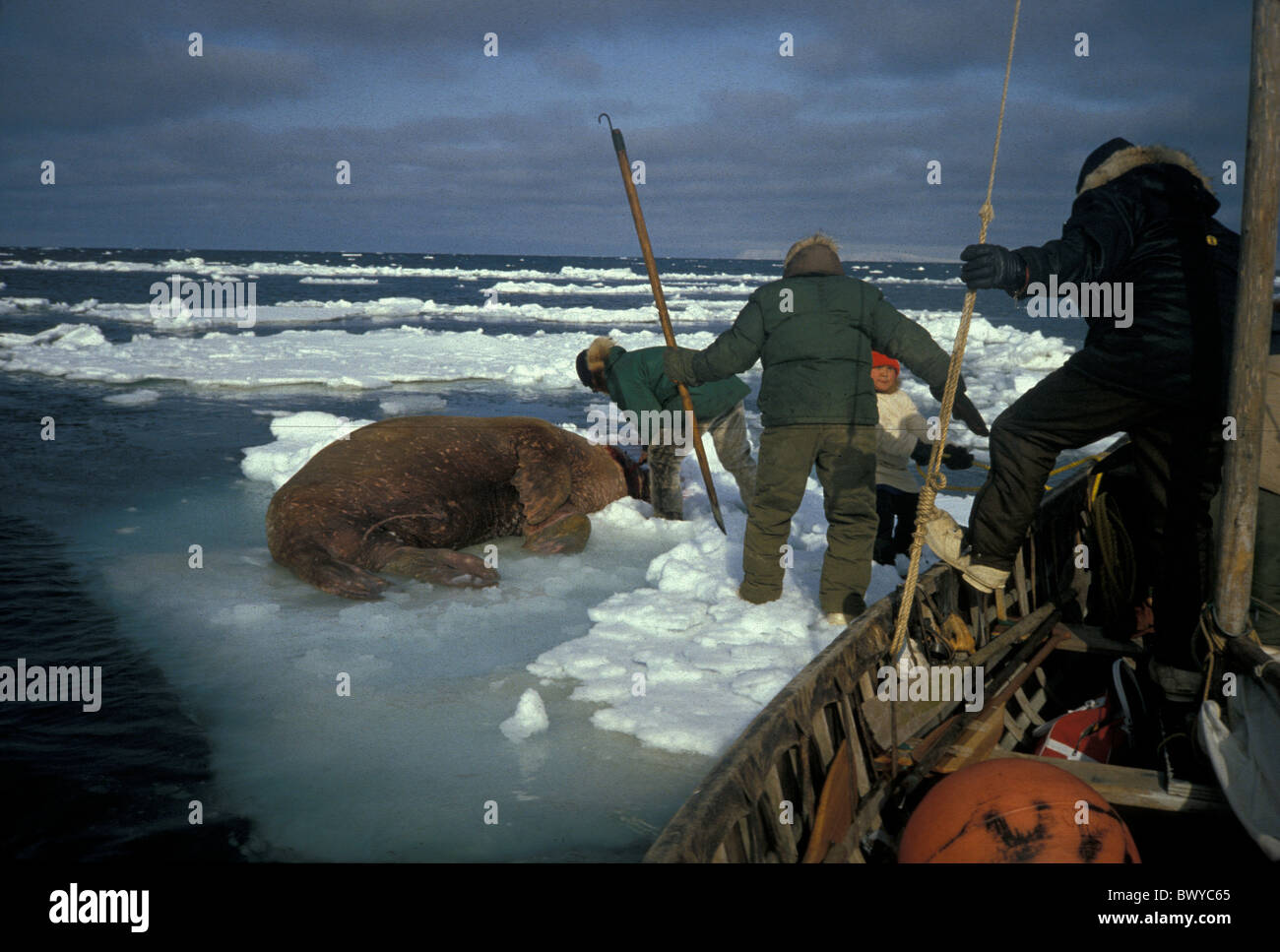 Alaska Bering Sea Boat Eskimo floe hunt hunter ice prey rifleman Saint ...