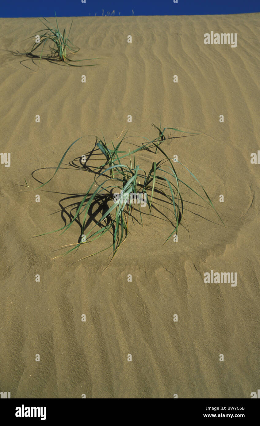 Alaska beach desert grass grass bundle Great Kobuk Sand dunes Kobuk ...