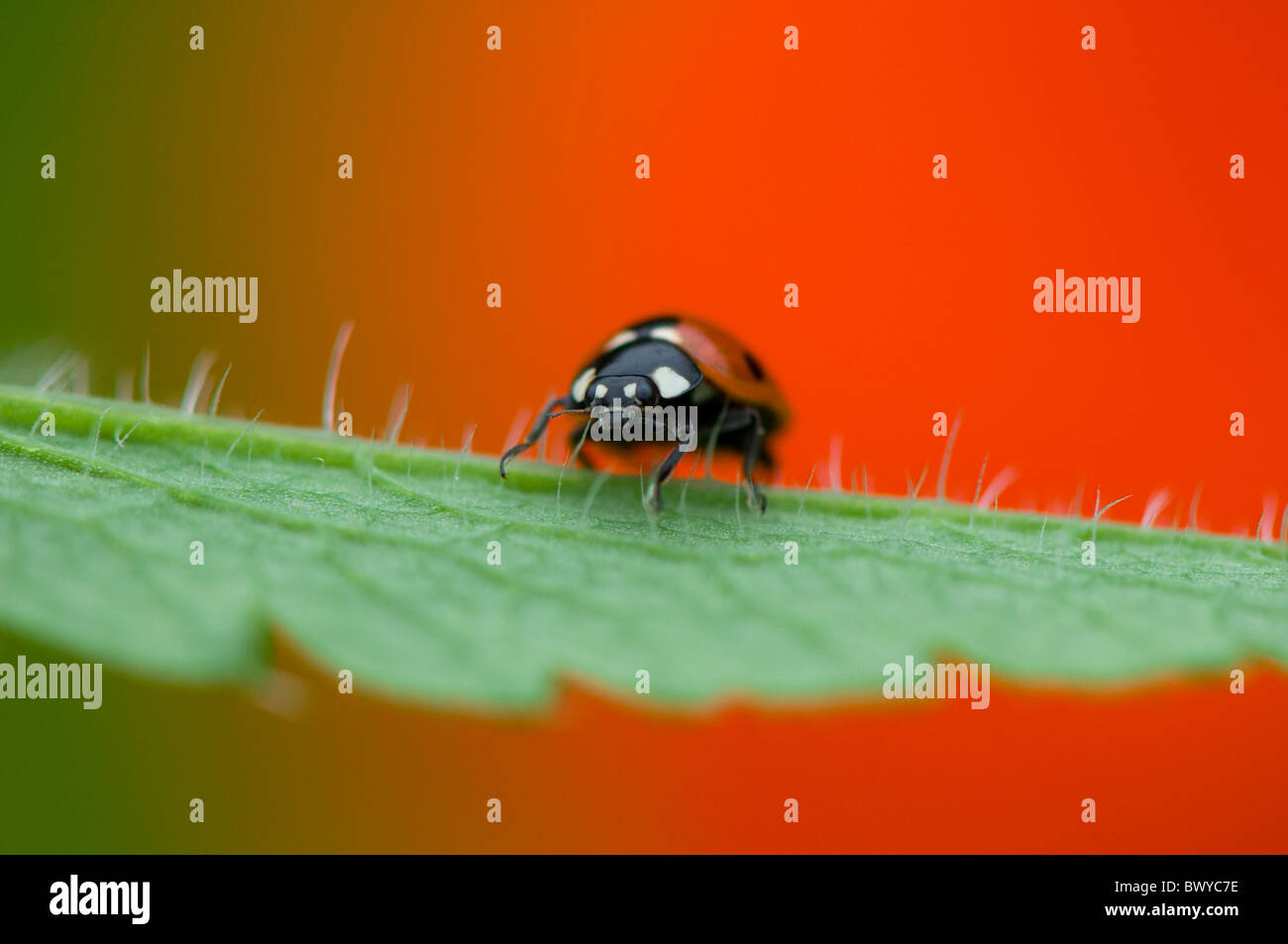 Most common british ladybird hi-res stock photography and images - Alamy