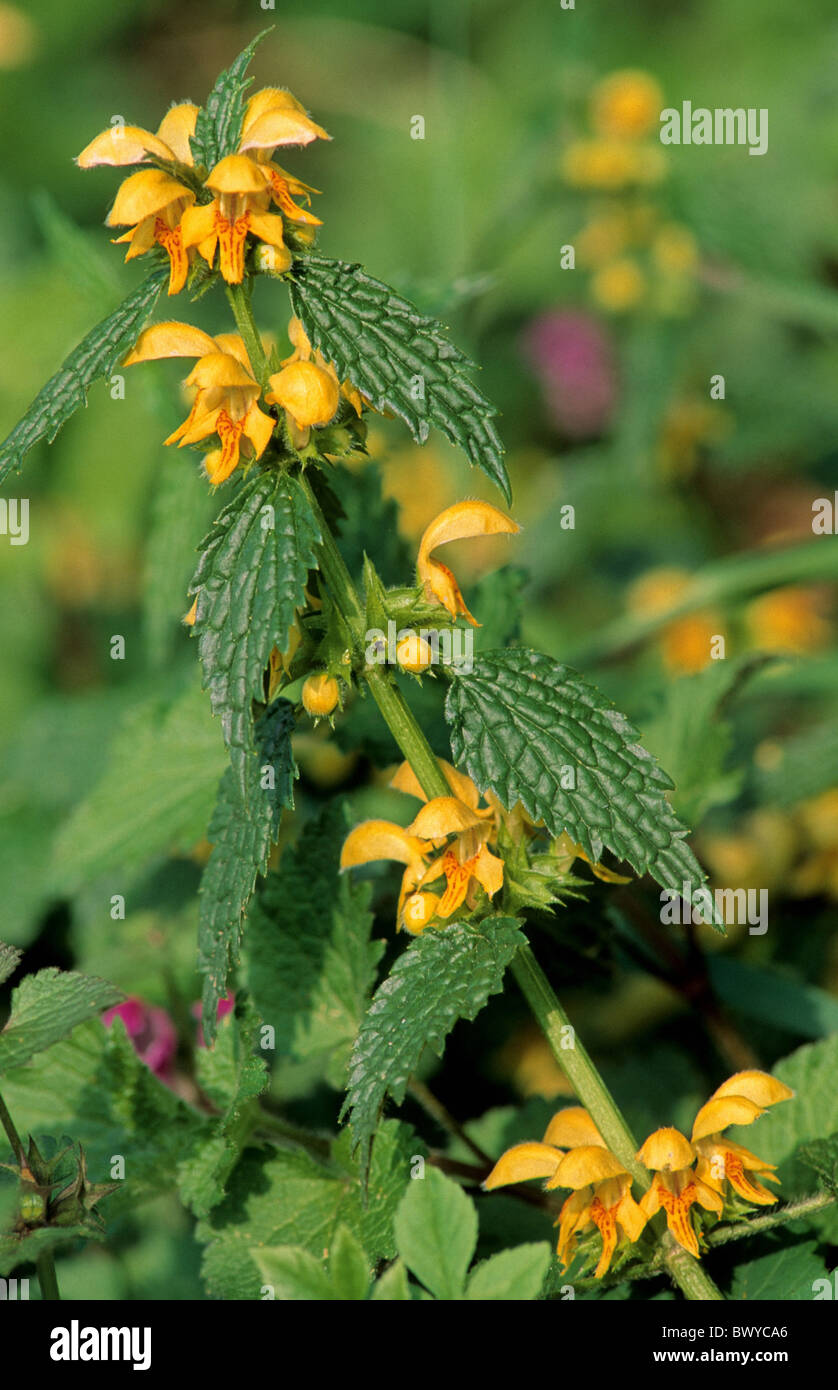 Stinging Nettle Yellow Flower