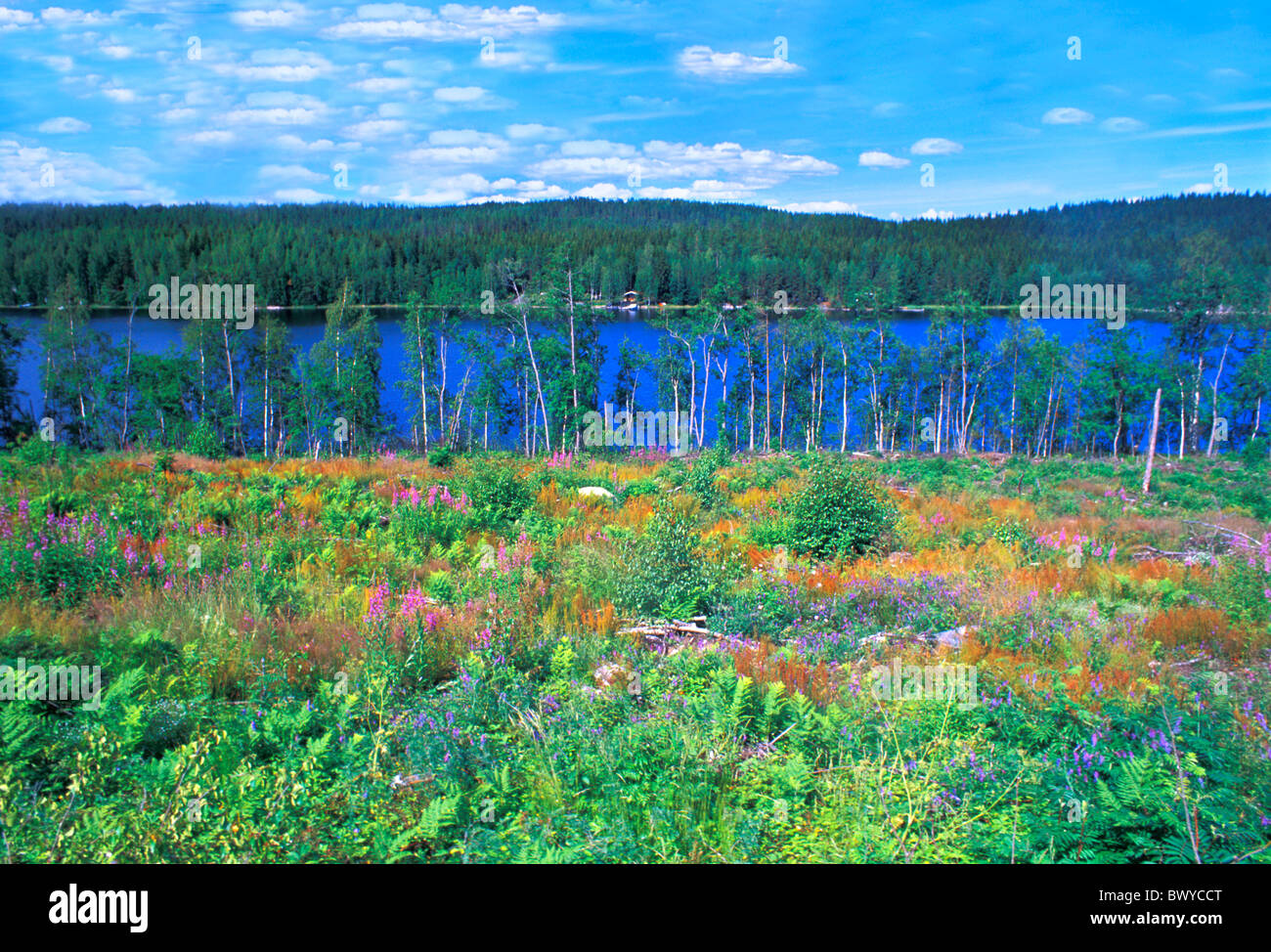 flowers flower meadow Finland scenery coniferous forest nature ...