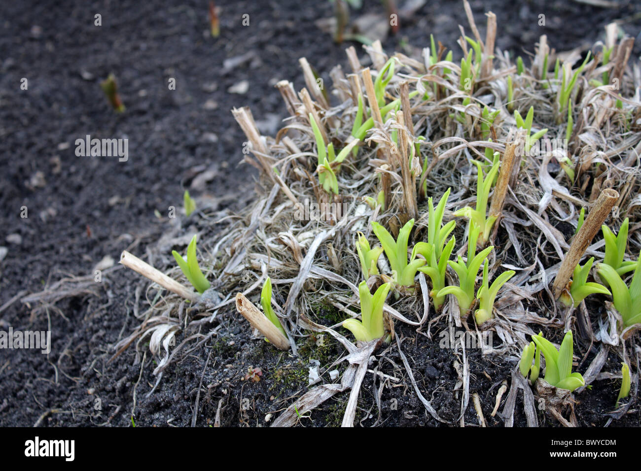 the first plants that grow in spring Stock Photo - Alamy