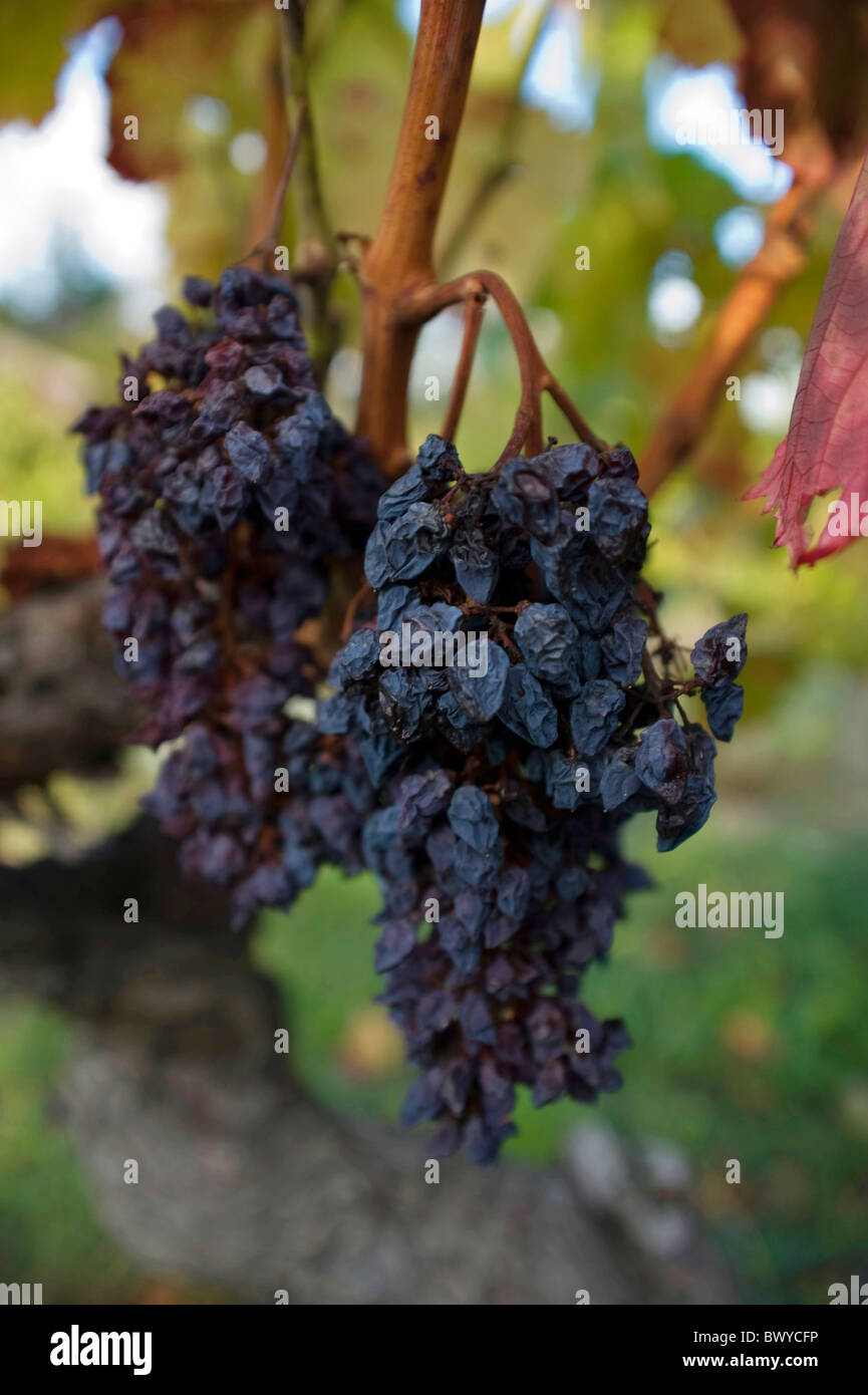Grapes withered on vine Stock Photo - Alamy
