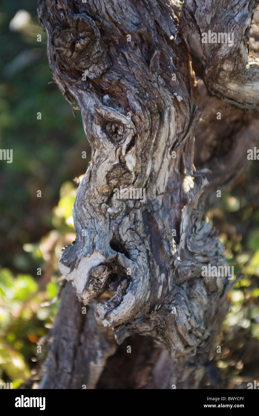 gnarled trunk of vine plant in French vineyard Stock Photo - Alamy