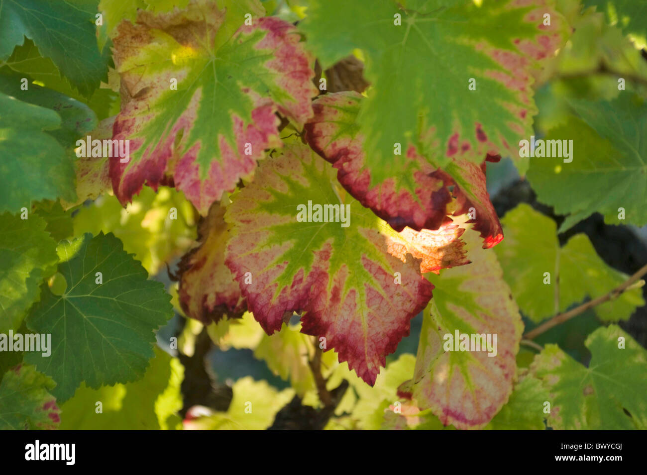 Vine leaves variegated colours / colors Stock Photo - Alamy