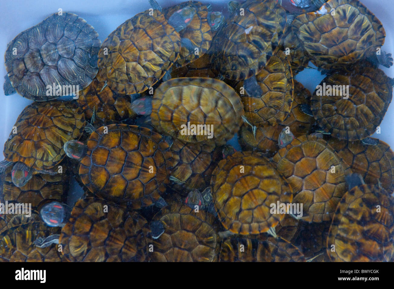 Turtles close up hi-res stock photography and images - Alamy