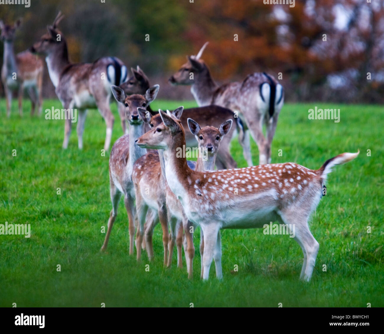 Deer markings hi-res stock photography and images - Alamy