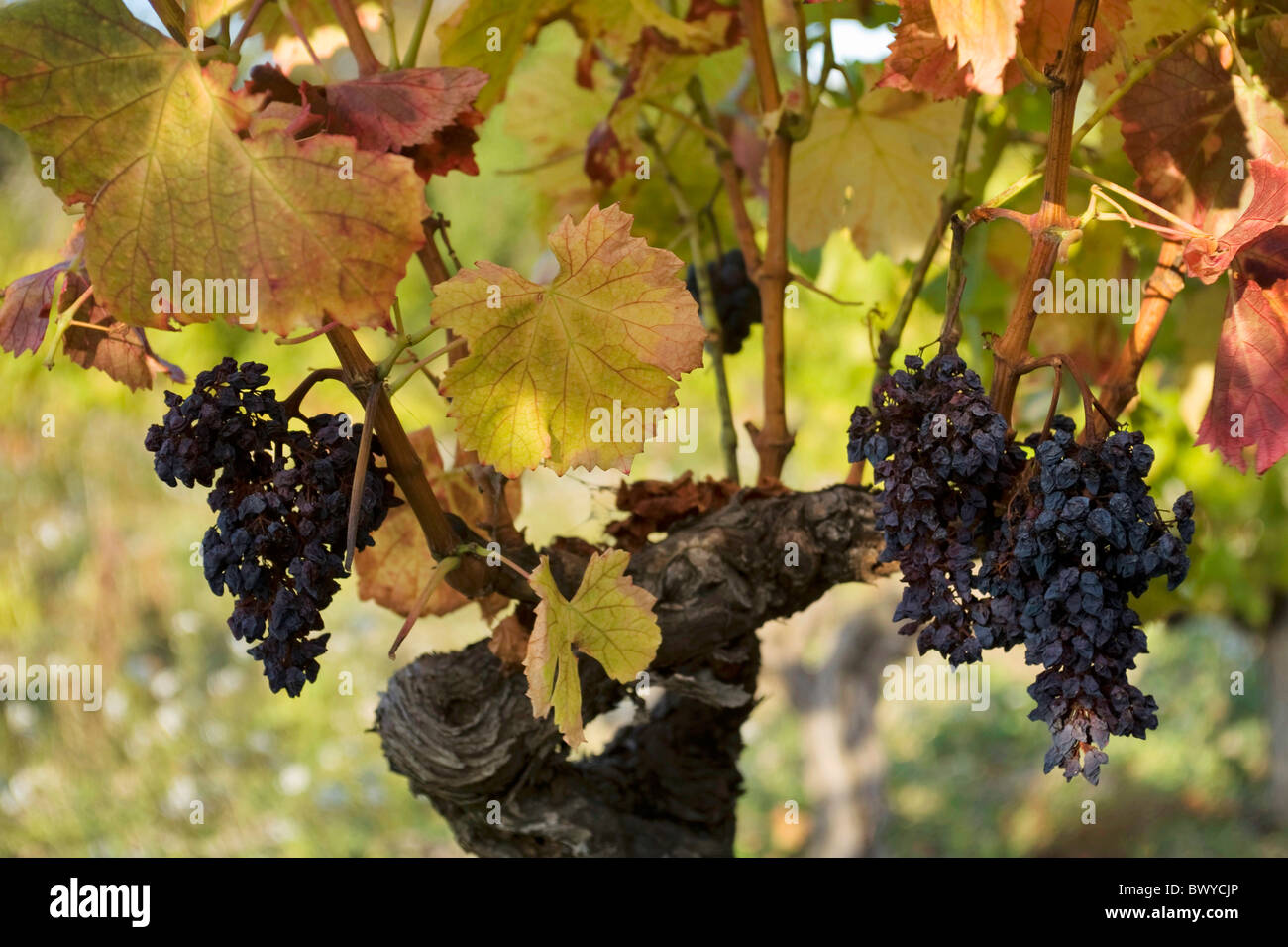 Grapes withered on the vine Stock Photo - Alamy