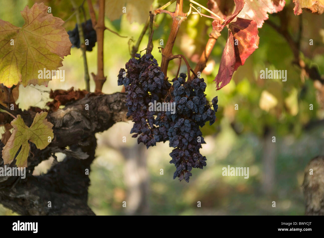 Grapes withered on the vine Stock Photo - Alamy