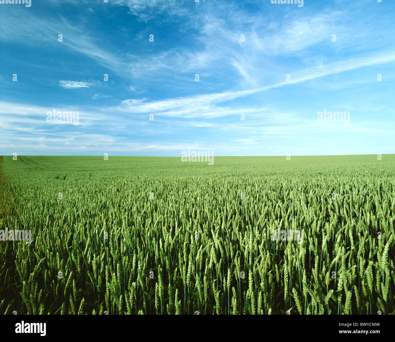 Germany Europe field grain sky grain field overview grow wheat field ...