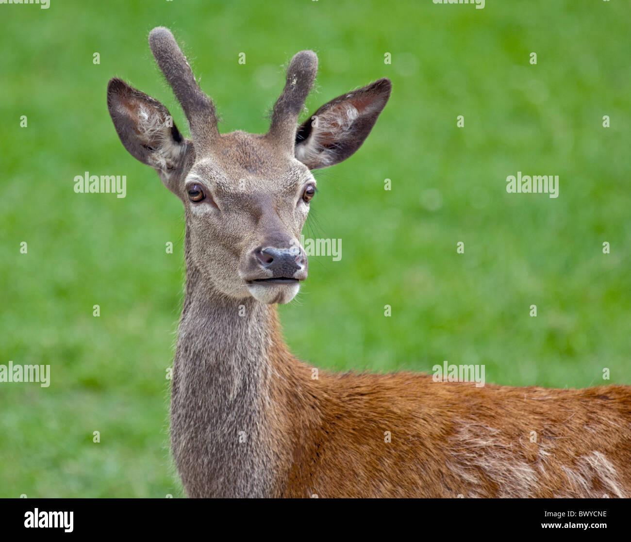 Red deer antlers and juvenile hi-res stock photography and images - Alamy