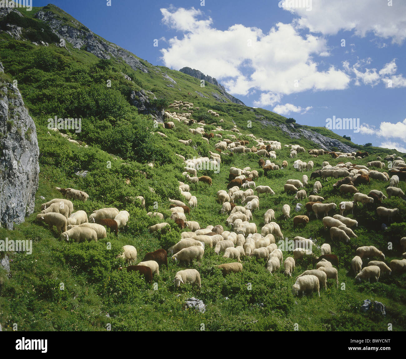 sheep stoves ranges overview alp pasture rock cliff clouds weather ...