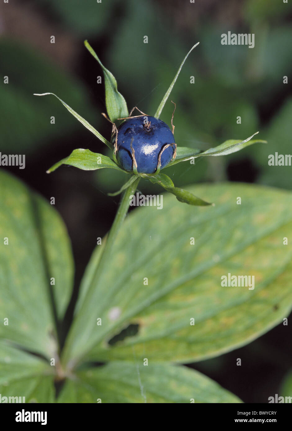 forest flower Einbeere Paris quadrifolia blossom flourish berry blue ...