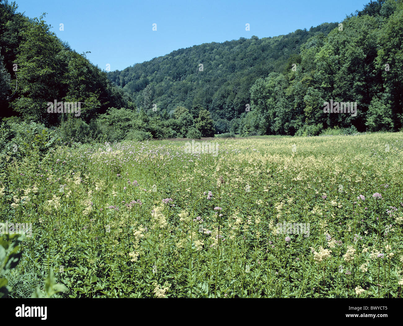 Anwil valley scenery Humid Moist biotope canton Basel Basle land nature ...