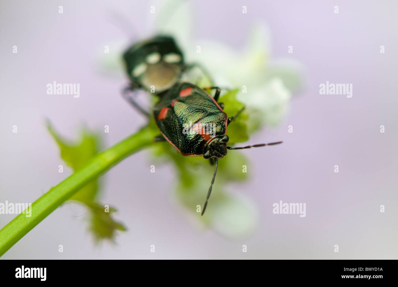 Shield bugs hi-res stock photography and images - Alamy