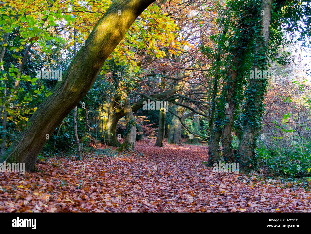 Group of trees opening in a woodland with floor covered in fallen ...
