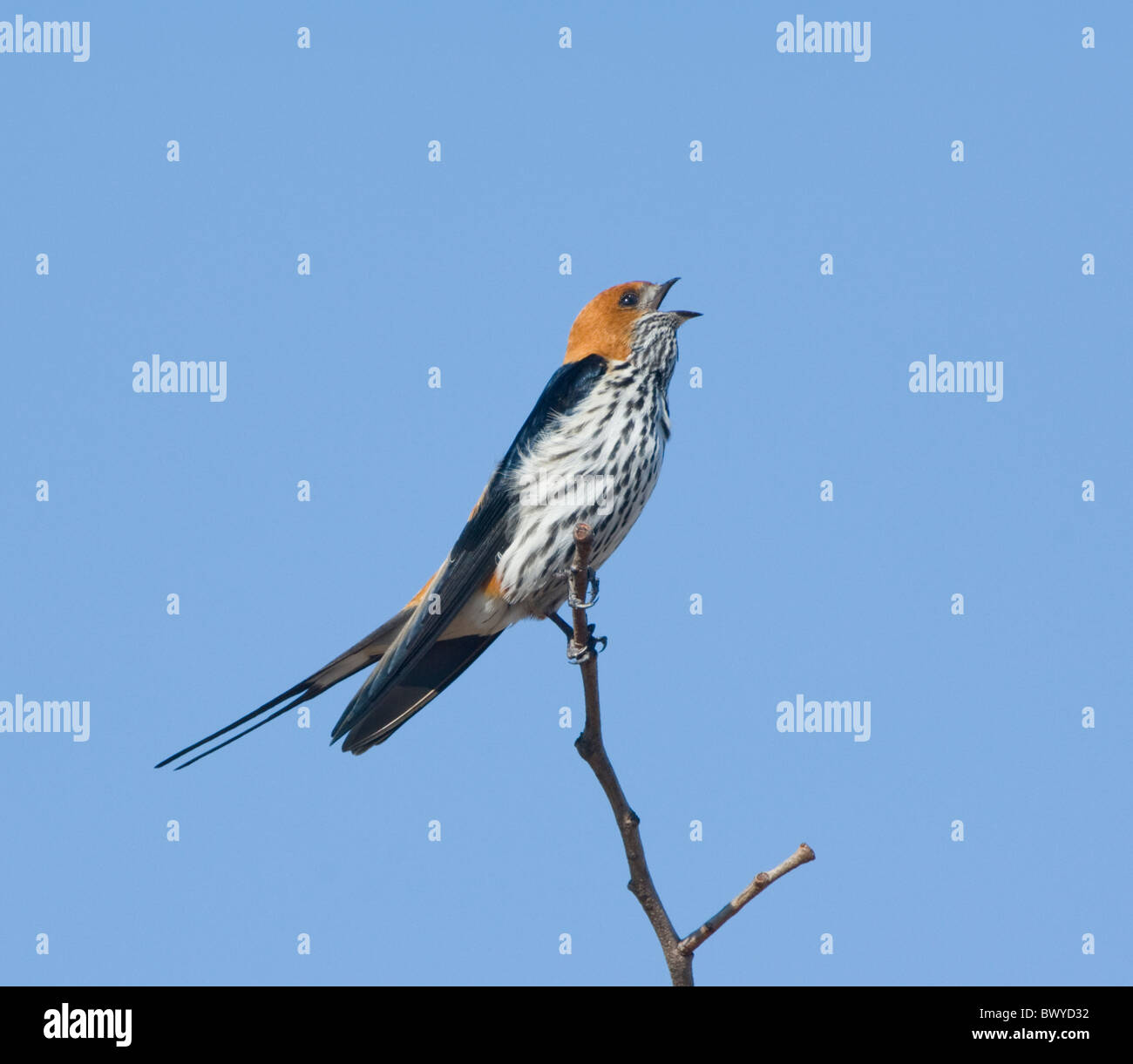 African swallow hi-res stock photography and images - Alamy