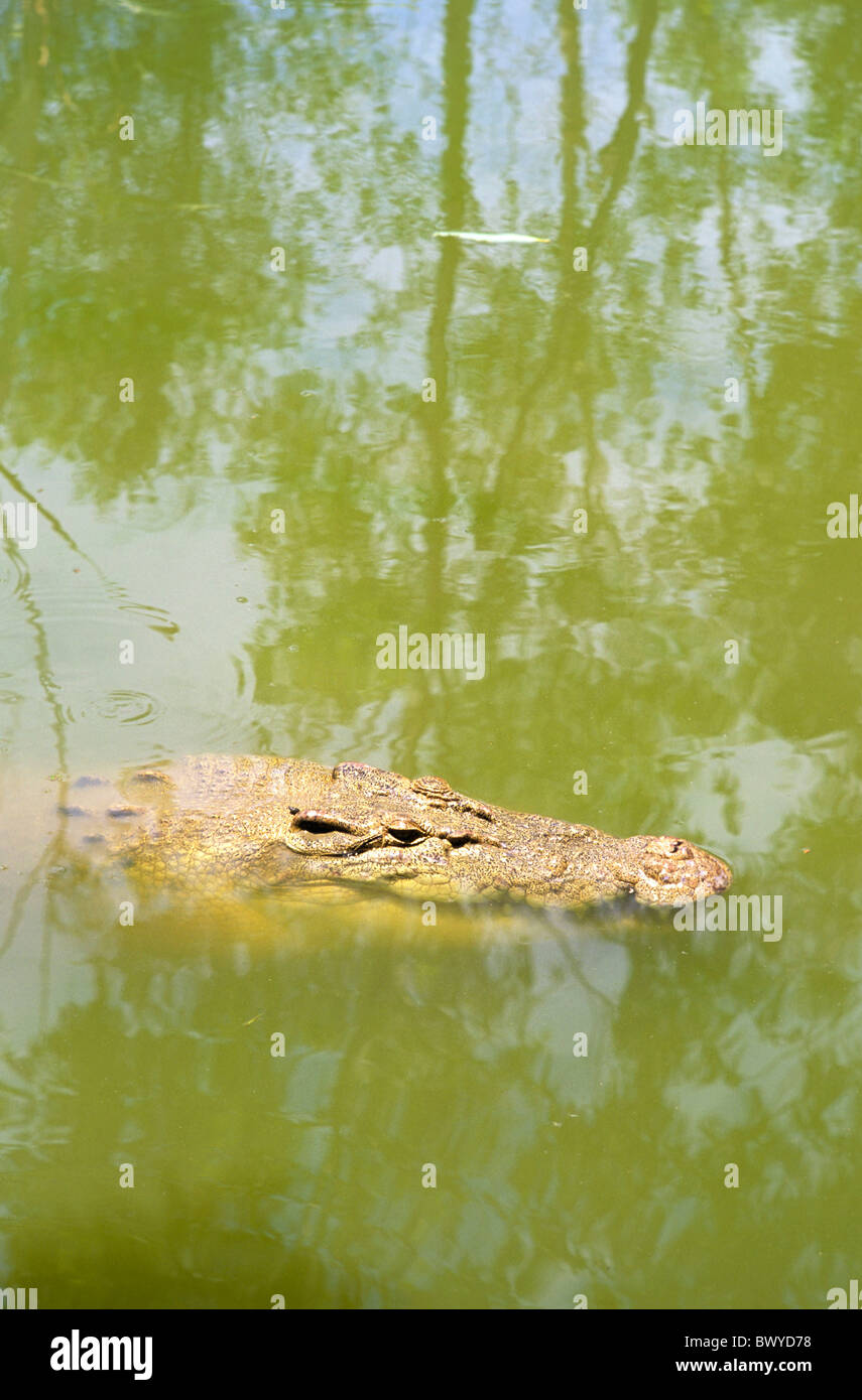 Australia water crocodile Queensland animal beast animals beasts Stock ...