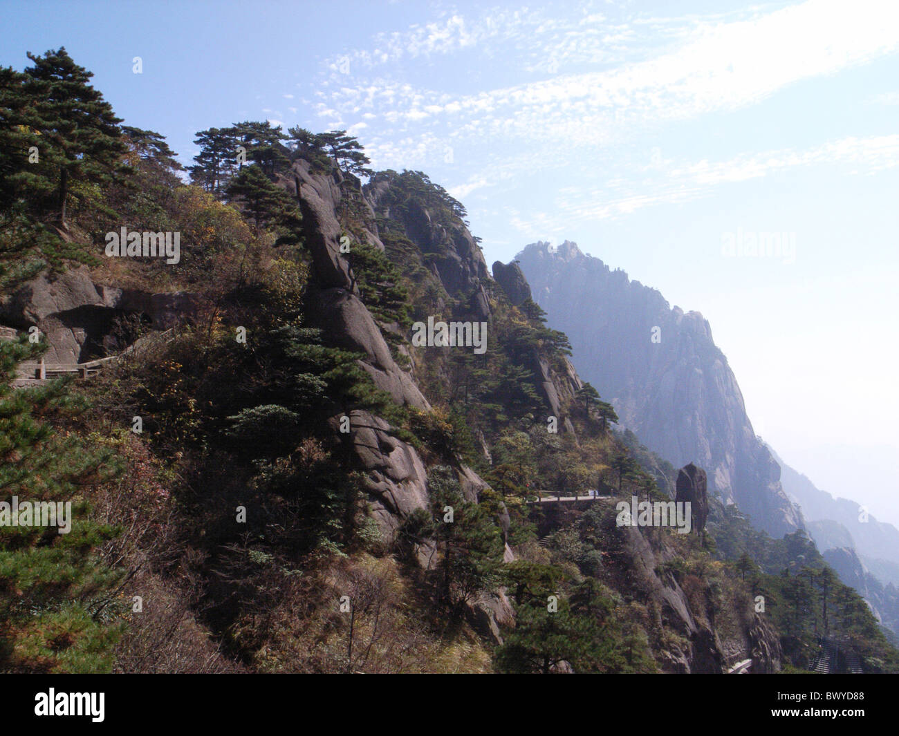 Pine trees on Mount Huang, Huangshan, Anhui Province, China Stock Photo ...