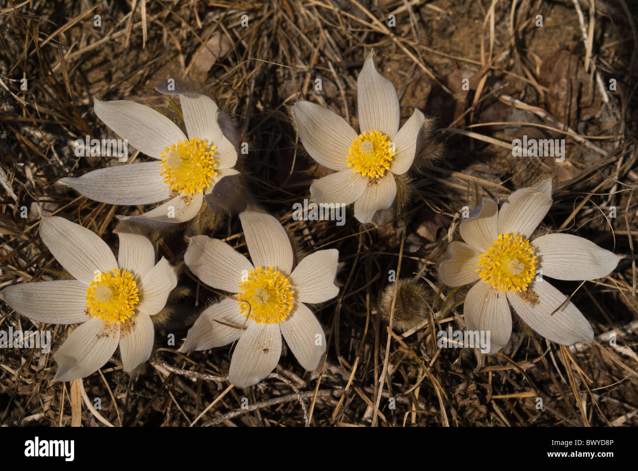 Spruce Woods Manitoba Canada Stock Photo - Alamy