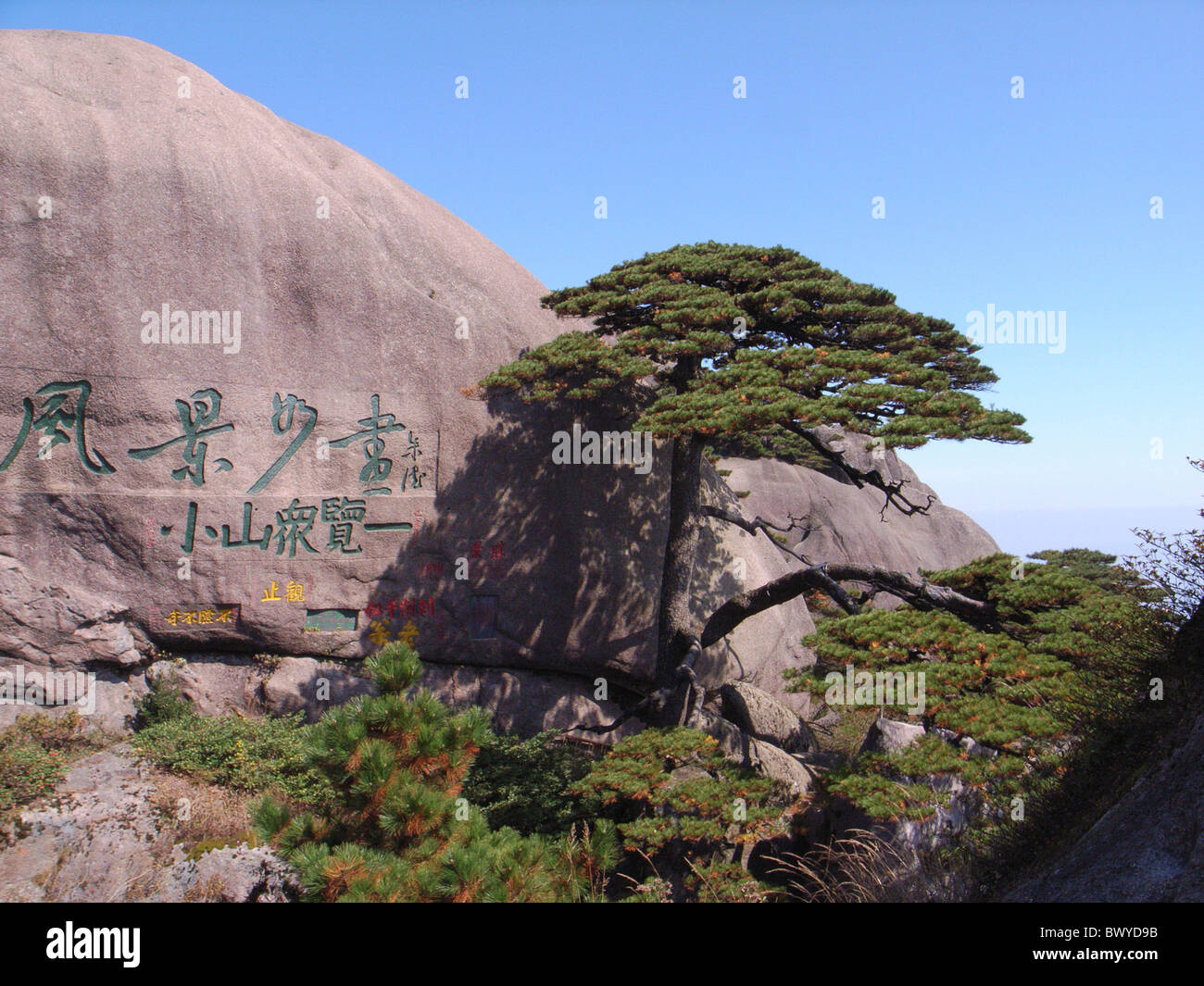 Pine trees on Mount Huang, Huangshan, Anhui Province, China Stock Photo ...