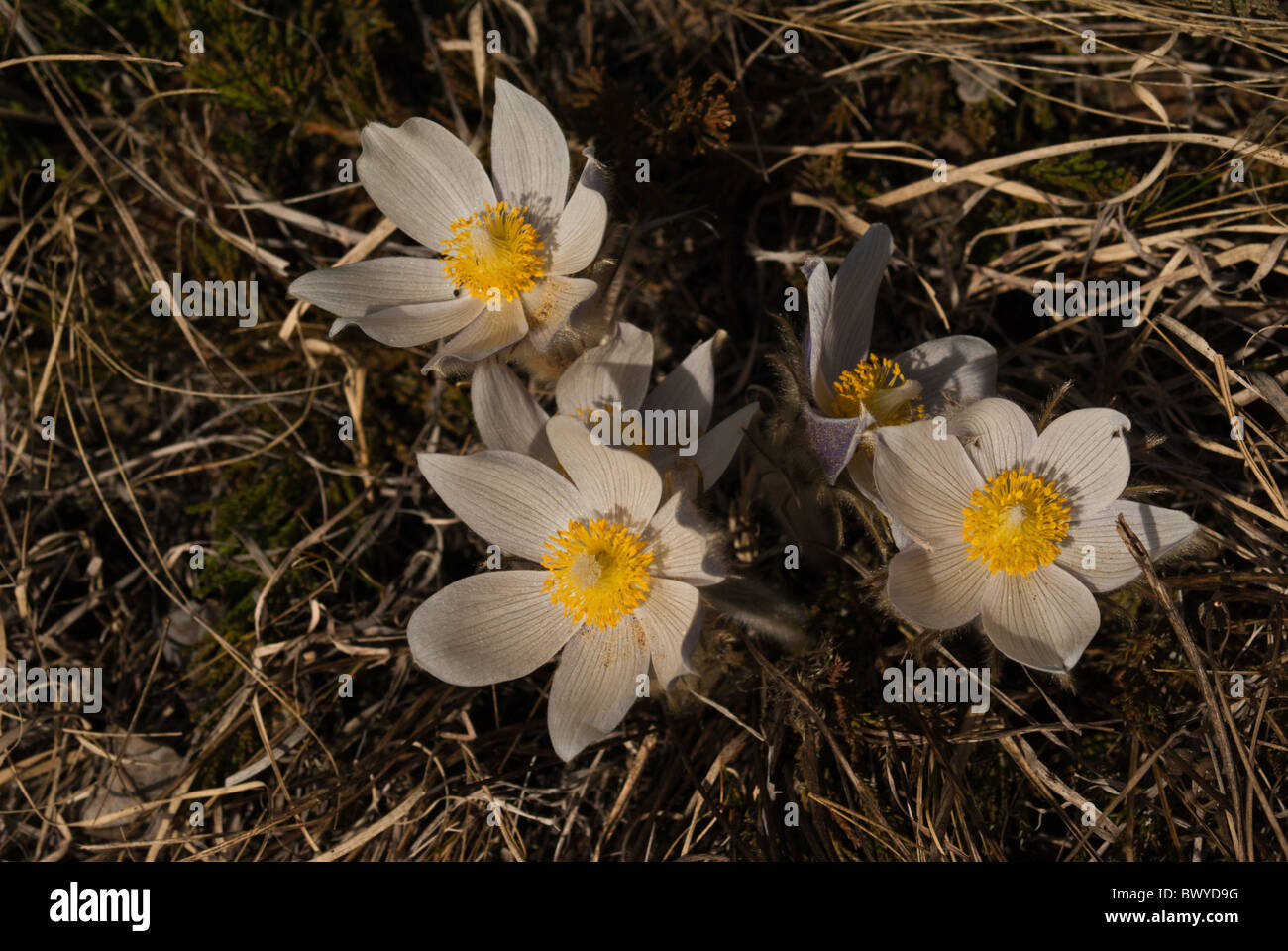 Spruce Woods Manitoba Canada Stock Photo - Alamy