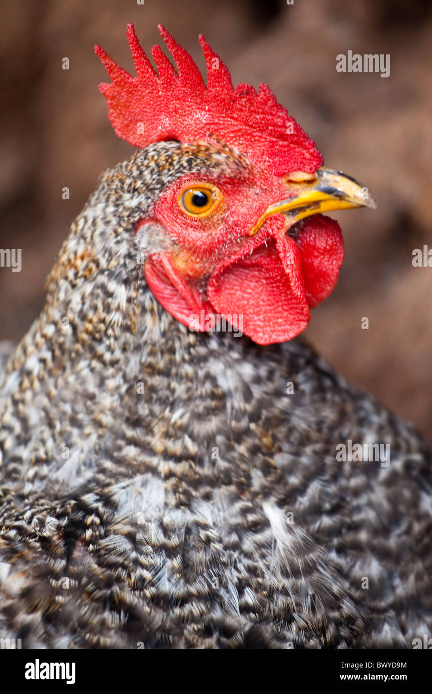 Chicken in Kibera slums, Nairobi, Kenya Stock Photo - Alamy