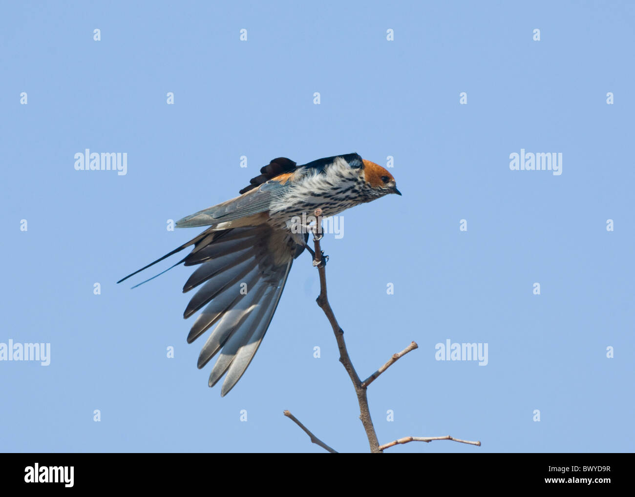 South african swallow hi-res stock photography and images - Alamy