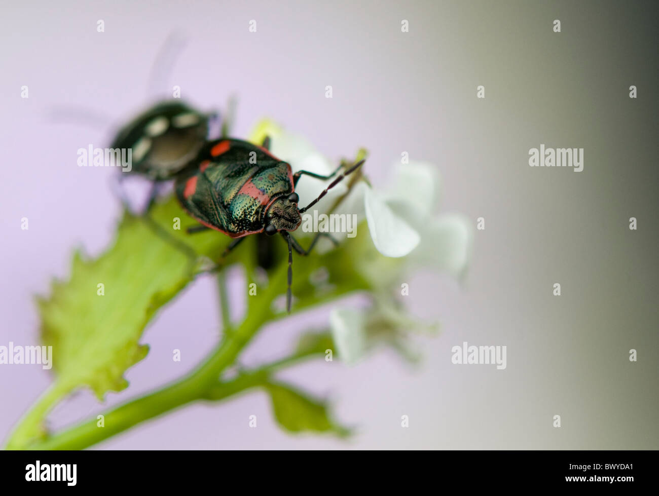 A close-up image of black Shield Bugs mating - Halyomorpha halys Stock ...