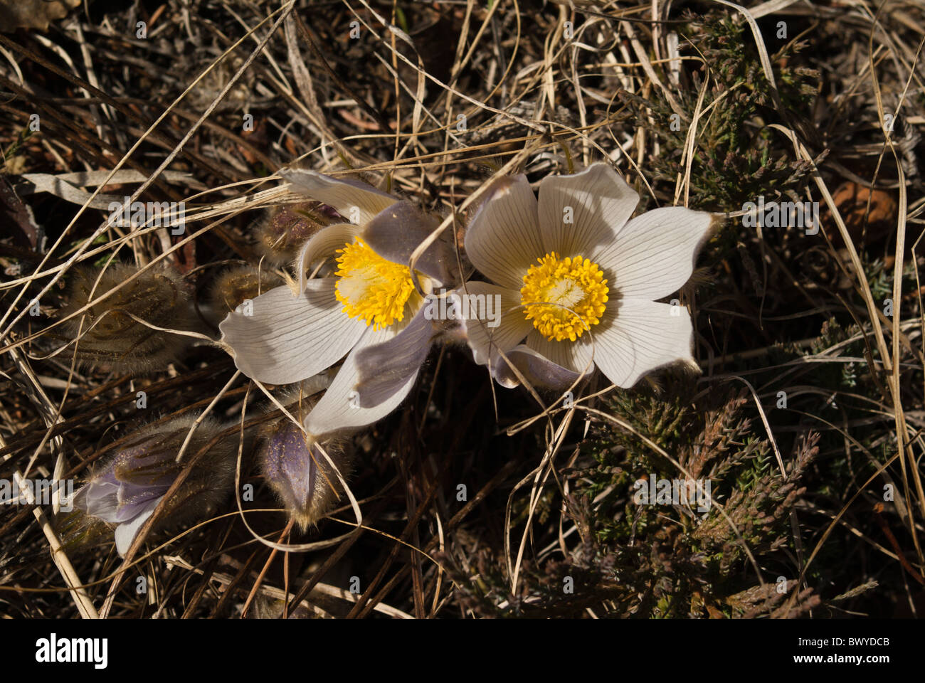 Spruce Woods Manitoba Canada Stock Photo - Alamy