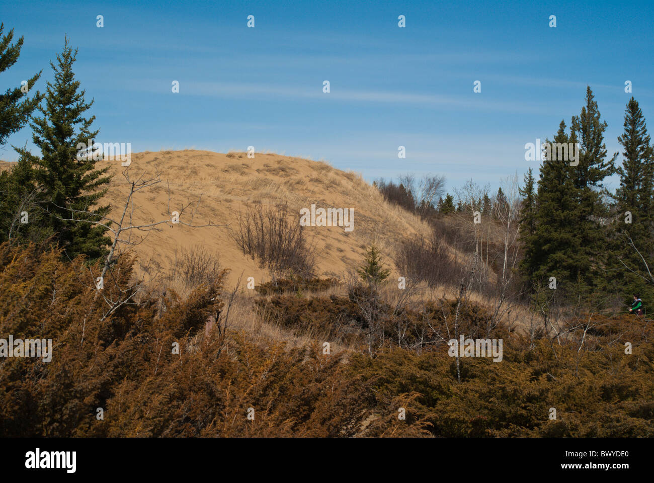 Spruce Woods Manitoba Canada Stock Photo - Alamy