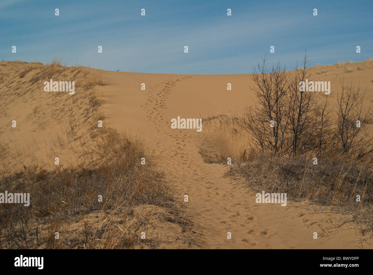 Spruce Woods Manitoba Canada Stock Photo - Alamy