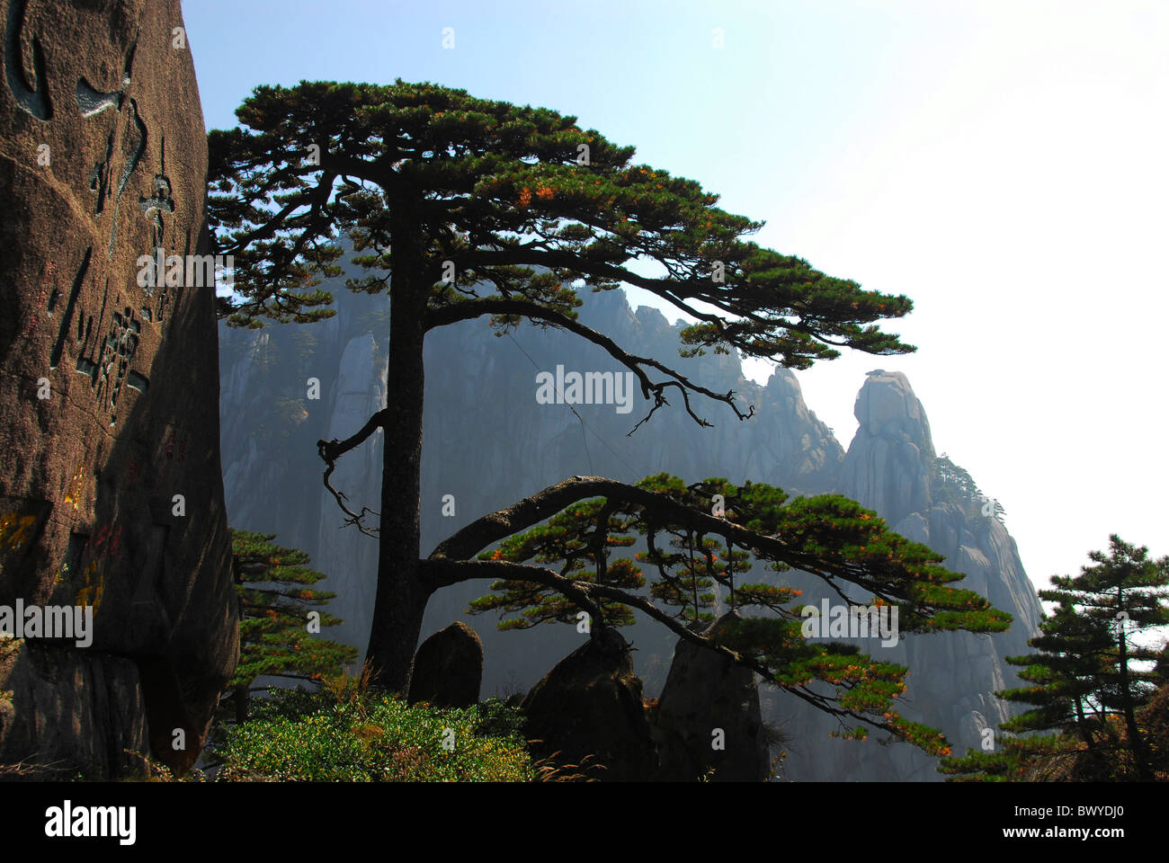 Pine trees on Mount Huang, Huangshan, Anhui Province, China Stock Photo ...