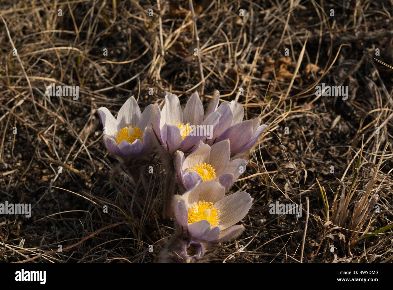 Spruce Woods Manitoba Canada Stock Photo - Alamy