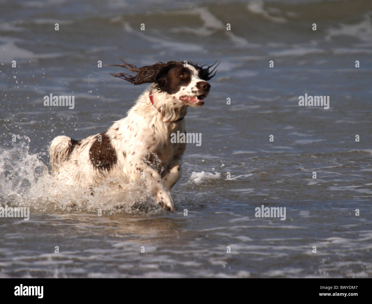 Springer spaniel running in the sea, UK Stock Photo - Alamy