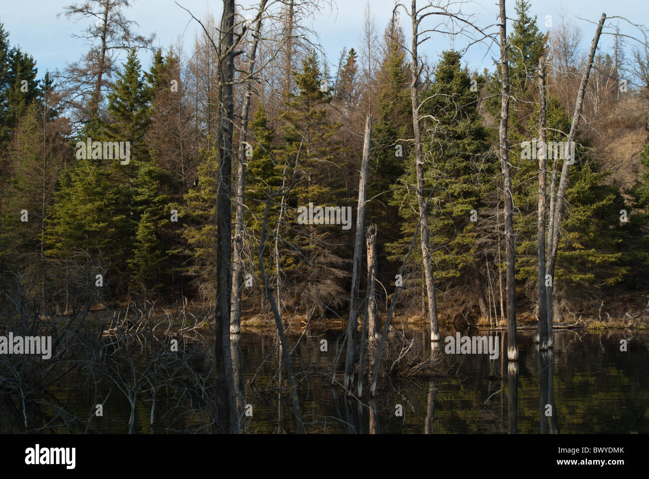 Spruce Woods Manitoba Canada Stock Photo - Alamy