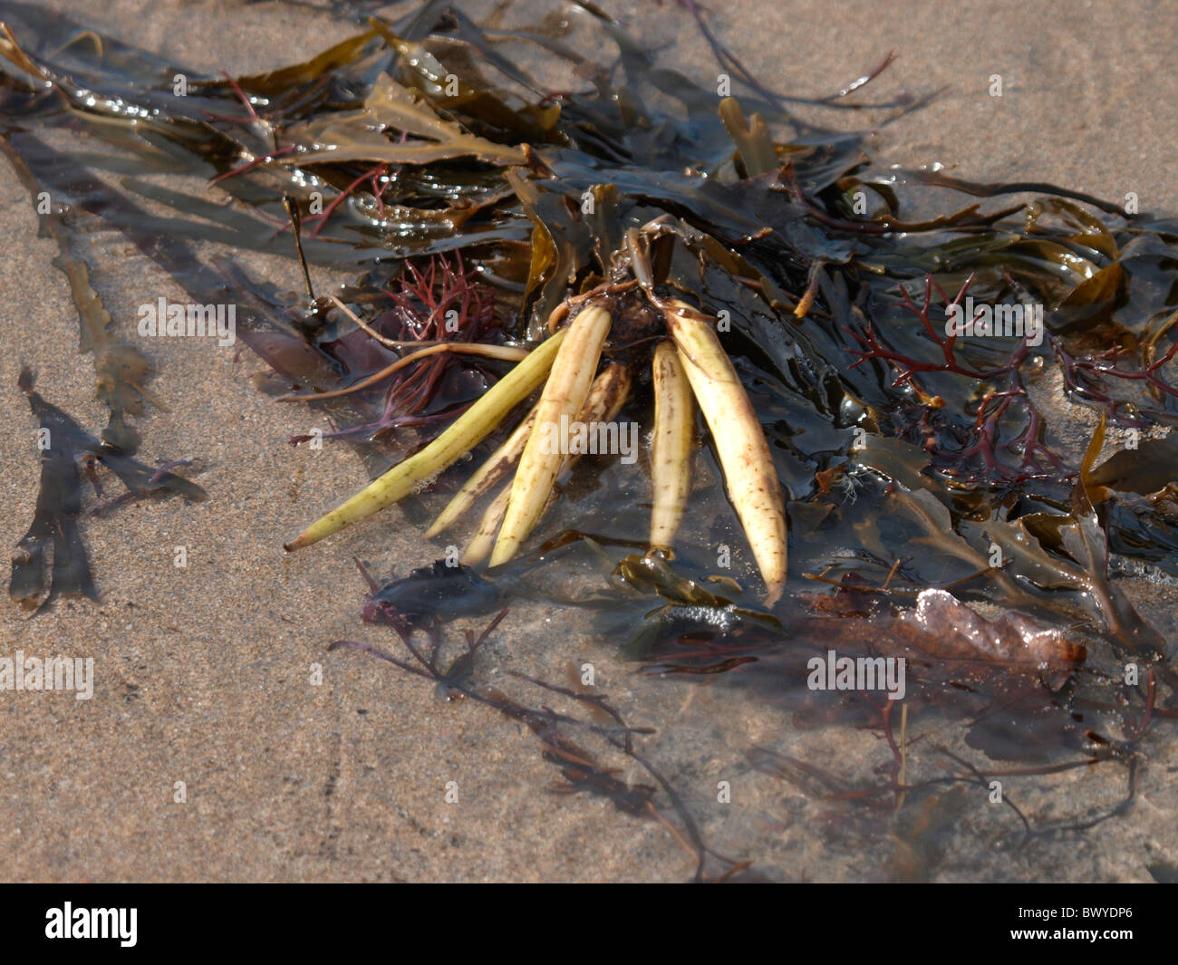 Seaweed pods hi-res stock photography and images - Alamy