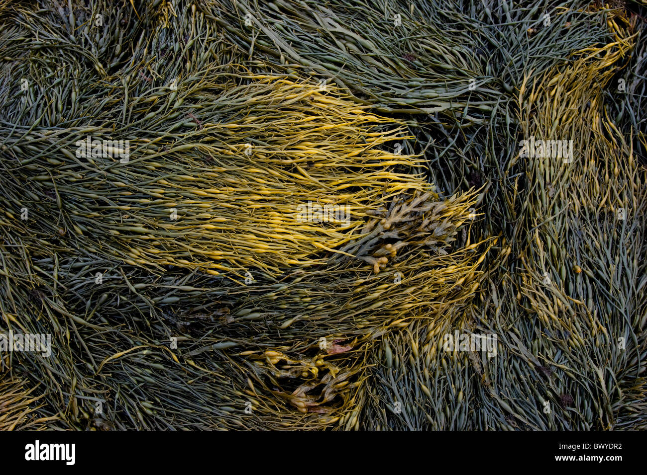 Seaweed close up, background Stock Photo - Alamy
