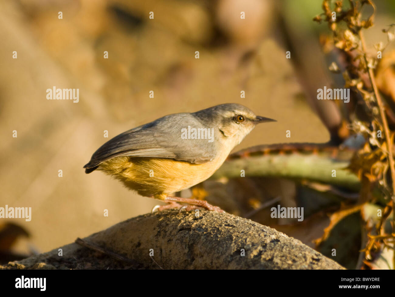 Long-Billed Crombec (Sylvietta rufescens), Kruger National Park, South ...