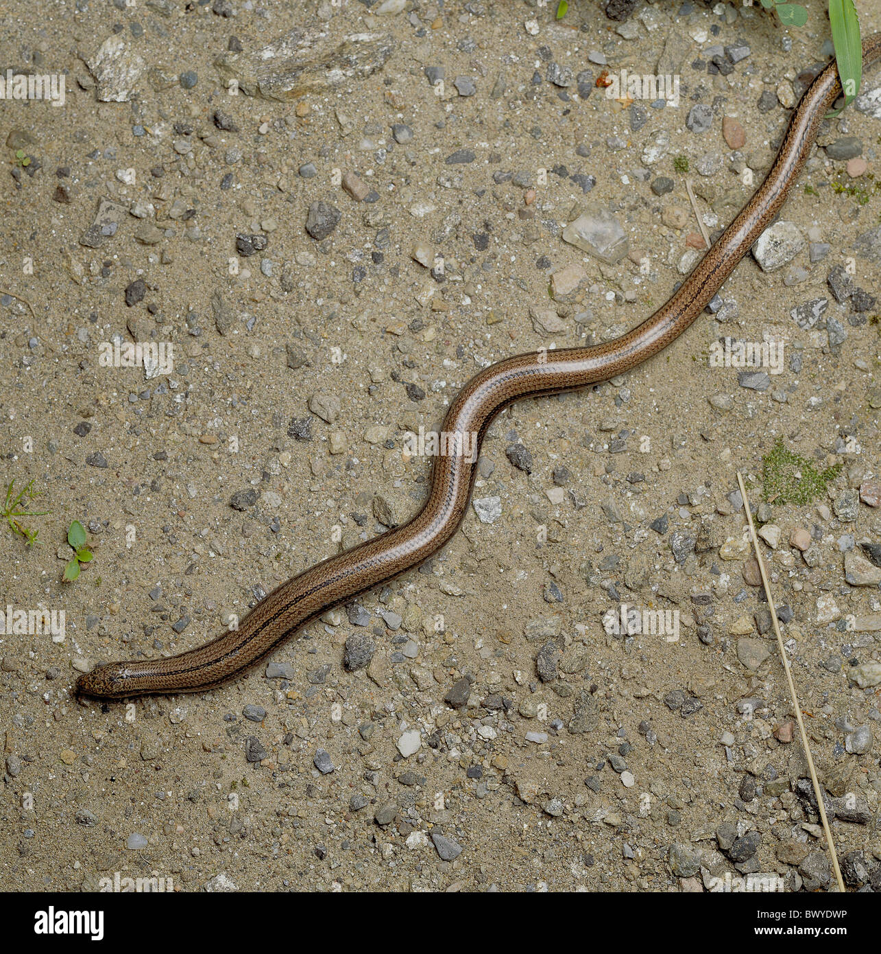 Brown beast hi-res stock photography and images - Alamy