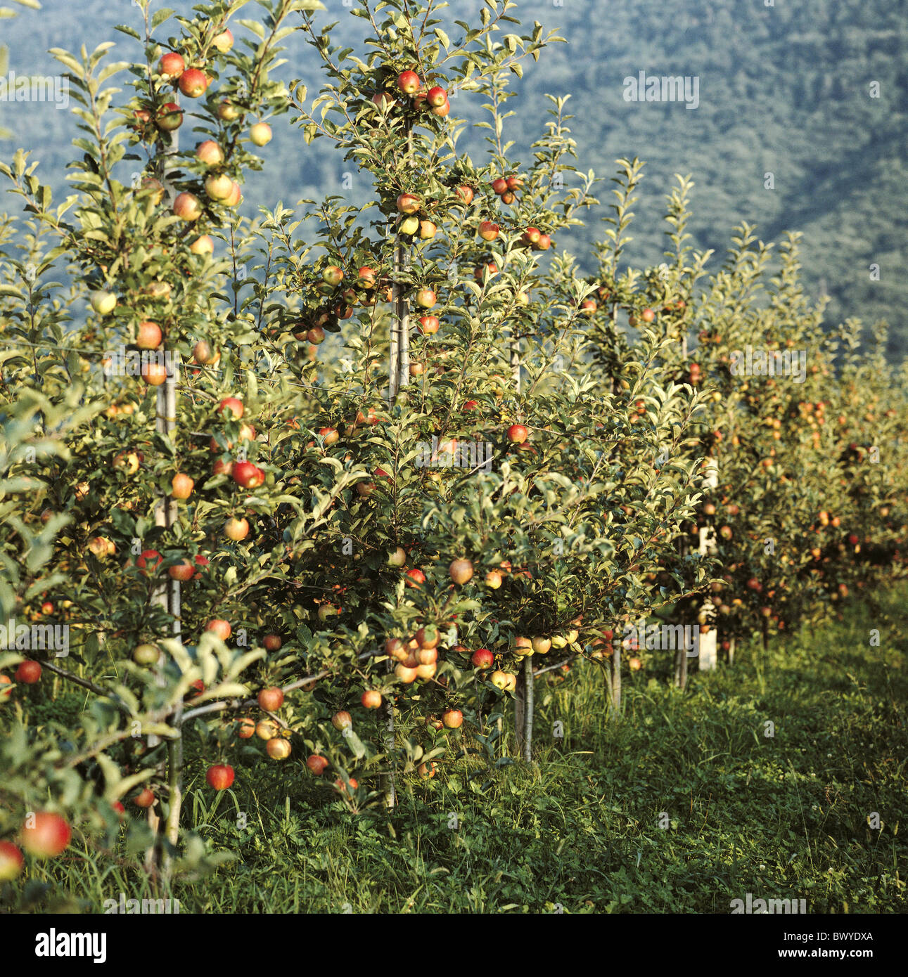 apples apple tree plantation ripe red fruit food eating Stock Photo - Alamy