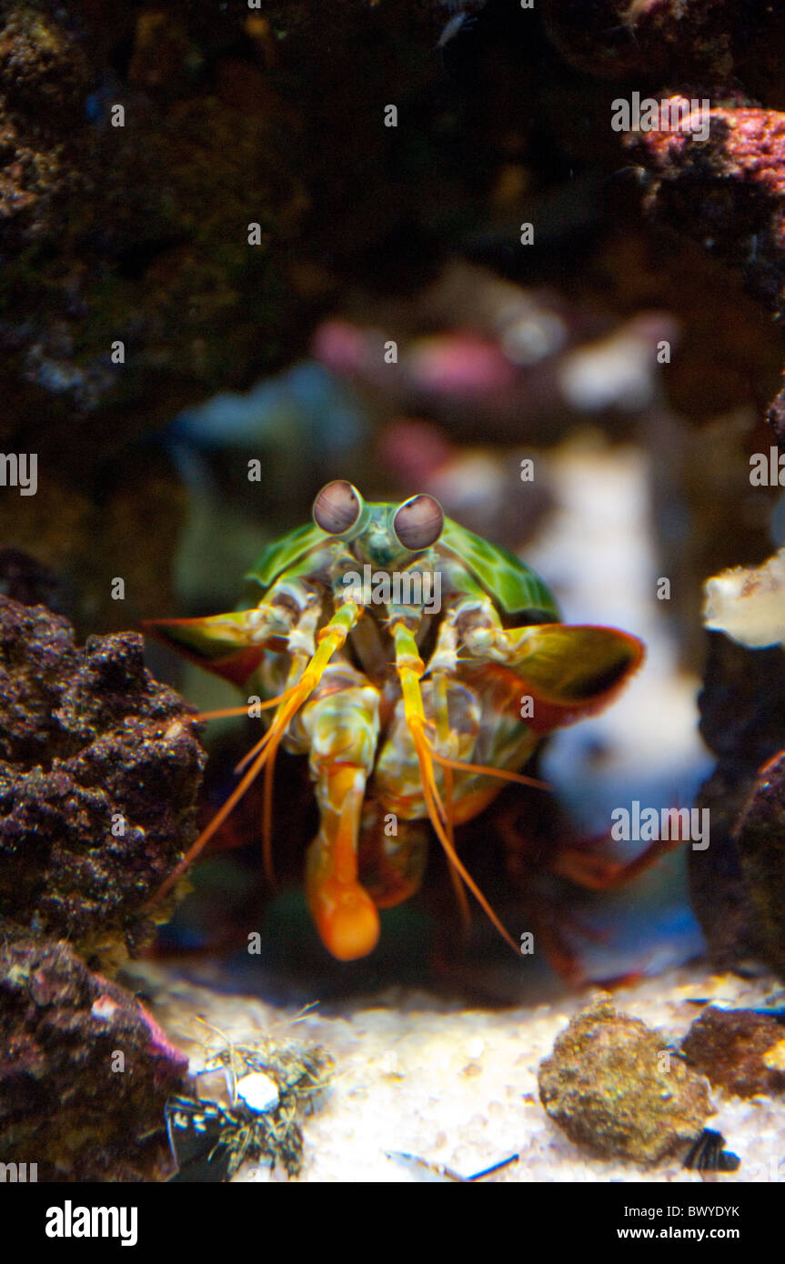 Cape town two oceans aquarium hi-res stock photography and images - Alamy