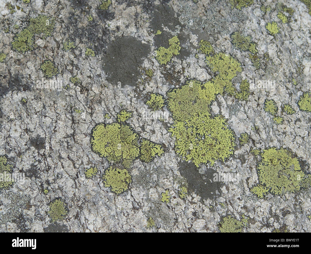 alpine Alps mountains Bernese Oberland detail cliff rock cliff lichen ...