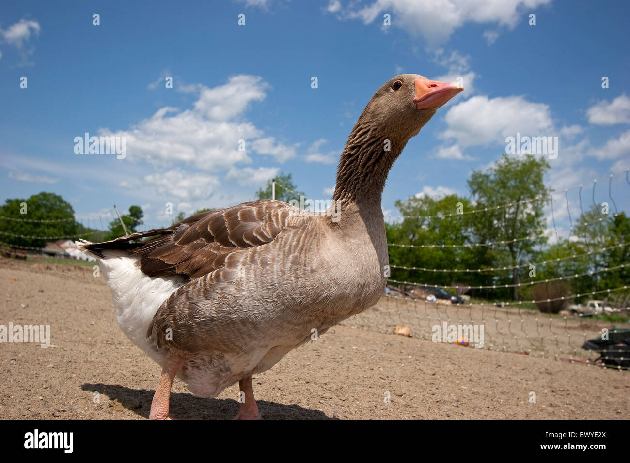 Gray goose up close in barnyard outside on poultry farm Stock Photo - Alamy