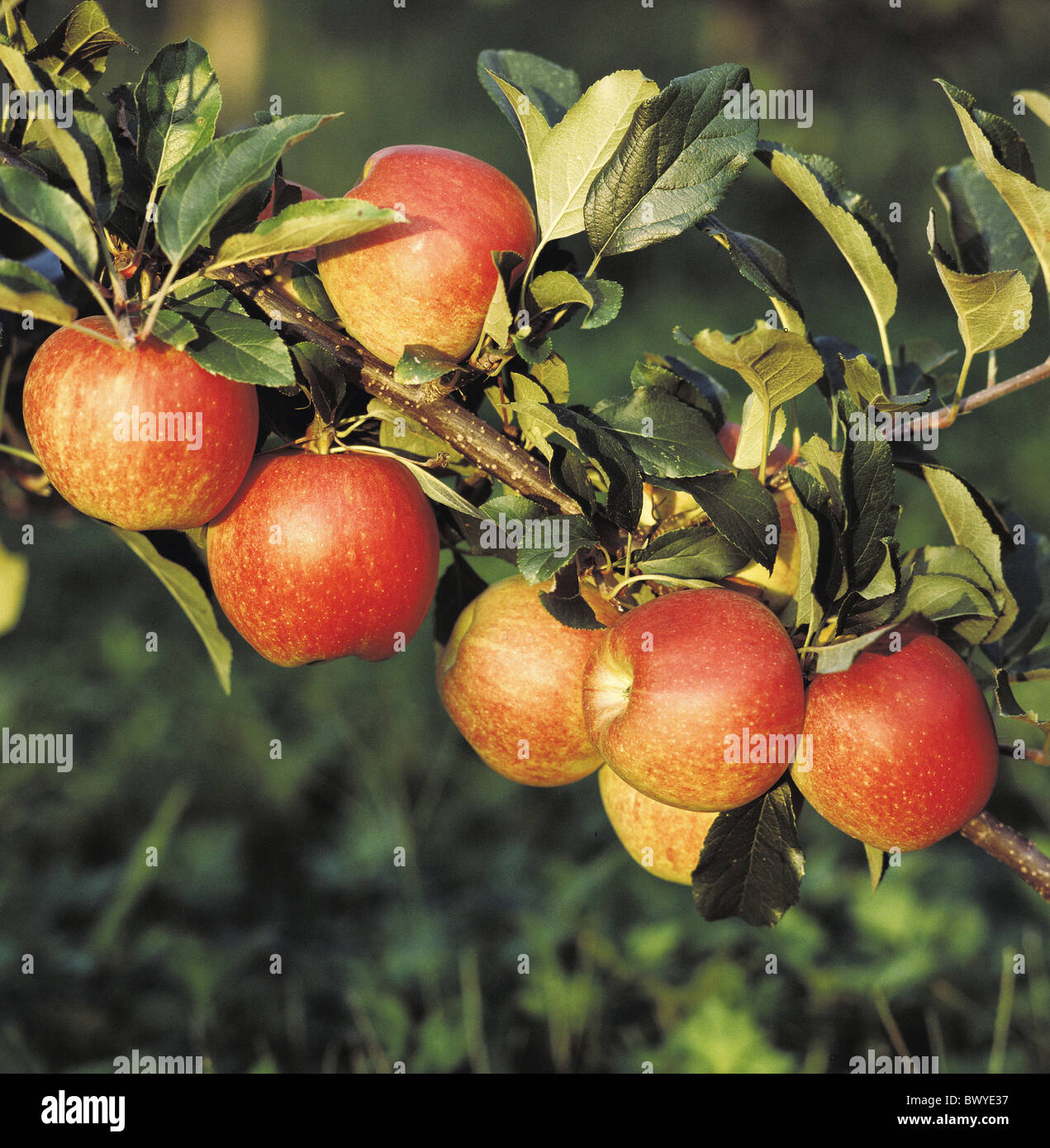 apples branch fruit ripe red fruits food eating Stock Photo - Alamy