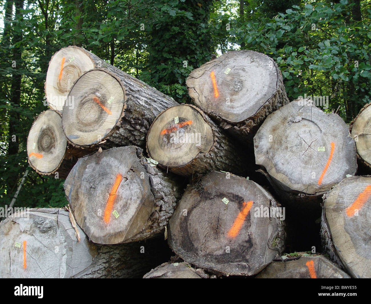 trees trunks detail forest wood wooden camp wooden blow storage ...
